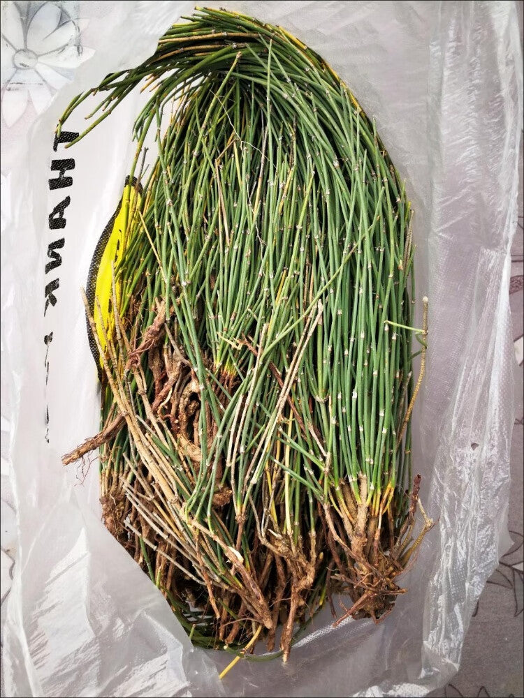 Mahuang Natural Ephedra Sinica Tea Mo huang Good Tea Natural Organic ...